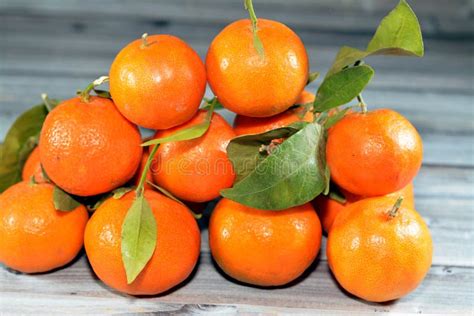 The Mandarin Orange Citrus Reticulata Also Known As The Mandarin Or