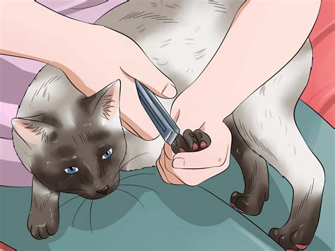 4 Ways To Bathe Your Cat With A Damp Towel Wikihow