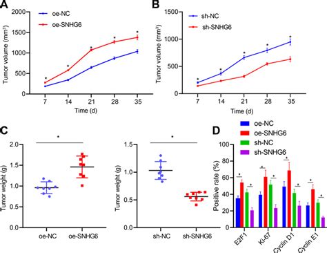 Snhg6 Promotes Tumor Growth In Vivo A Quantification Of Tumor Volume In