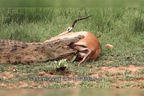 鳄鱼咬住羚羊，关键之时鳄鱼却突然松了嘴？