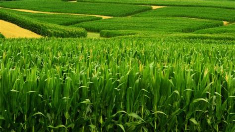 Scientists Find A Way To Convert Grass Into Aviation Fuel Yourstory