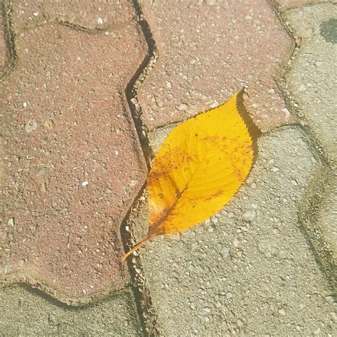 가을 낙엽 가을이 반가워서 한컷📸 올가을엔 광주첨단천연공방 수제비누and화장품and캔들and디퓨저