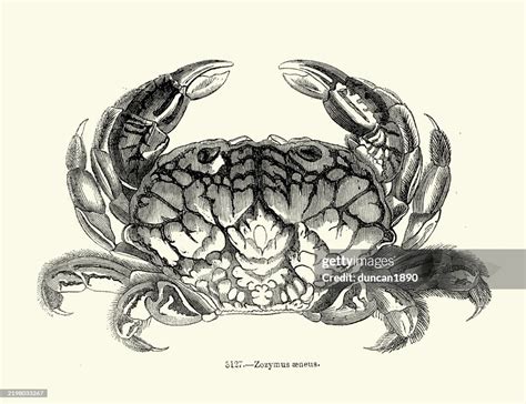 Zosimus Aeneus Also Known As The Devil Crab Toxic Reef Crab And Devil