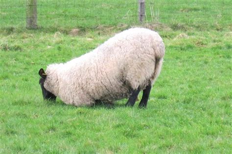 wearable sensor catches sheep lameness early