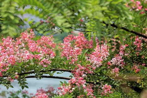 নজরকাড়া লাল সোনাইল