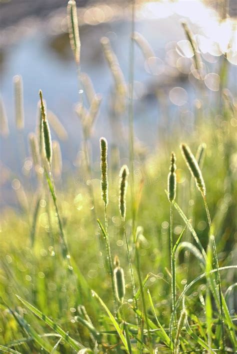 Dreamy Grass Abstract Background Stock Image Image Of Abstract