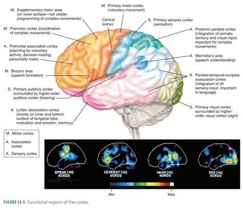 Parts Of Human Brain And Its Function