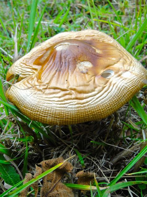 Backtoeden Temporada De Hongos Silvestres