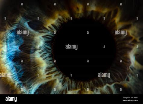 Very Close Macro Photo Of Human Eye Human Eye Close Up Detail With