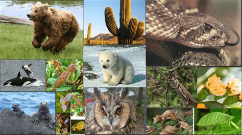 Adaptaciones Animales Tarjetas Didácticas Para Grado 5 Quizizz