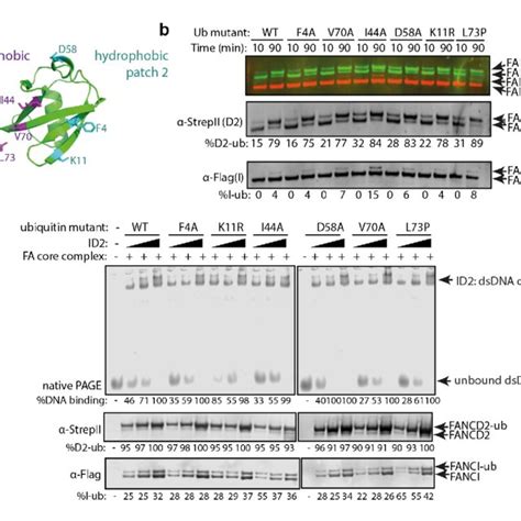 List Of Proteins Containing Ubiquitin Binding Domain That Are Described