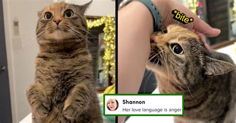 Sassy Miss Lilith The Talkative Cat Wont Take Pspsps For An Answer And