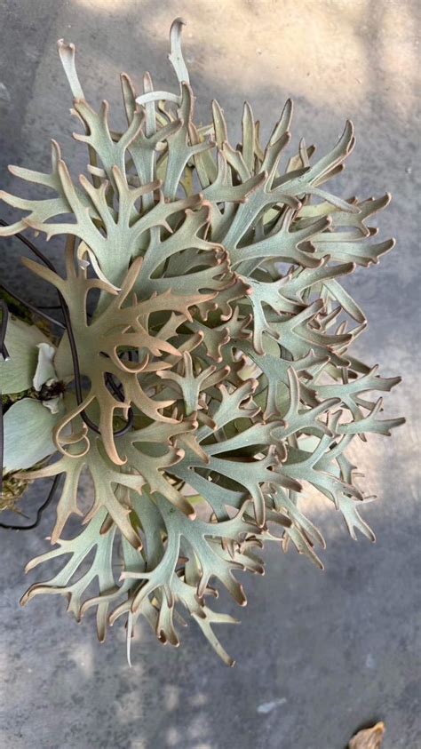 Yahoo オークション Platycerium willinckiiJennyビカクシダウィリ