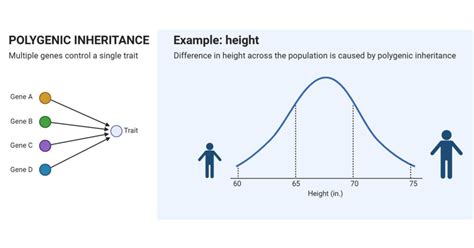 Polygenic Inheritance Definition Characteristics Examples