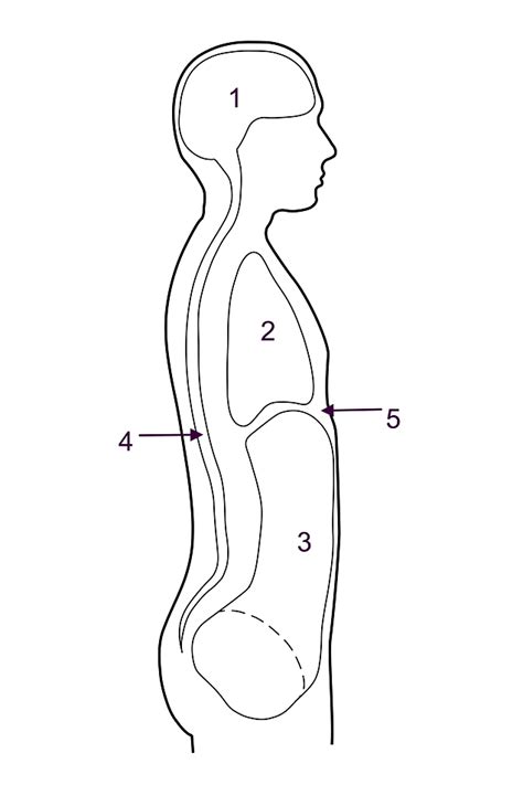 Ventral Body Cavity Wikipedia Atelier Yuwa Ciao Jp