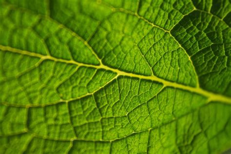 Leaf Alchetron The Free Social Encyclopedia