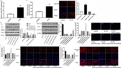 Effects Of Mir 494 On Il 1β Induced Apoptosis And Mitochondrial