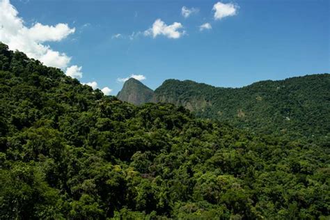 Mata Atlântica Características Fauna Flora E Muito Mais