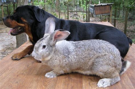 7 Interesting Facts About The Largest Breed Of Rabbit Flemish Giant