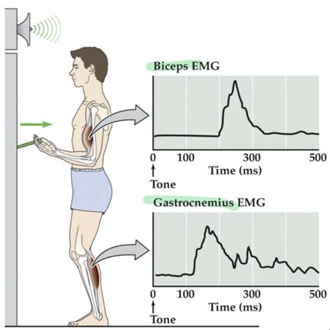 Motor Pathways 2 Flashcards Quizlet