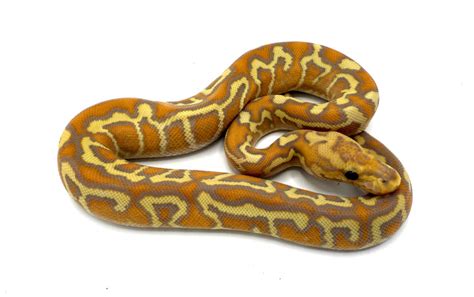 Hurricanes Royal Constrictor Designs