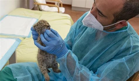 Râsul Iberic Una Dintre Cele Mai Rare Feline Din Lume Nu Mai Este Pe Cale De Dispariție