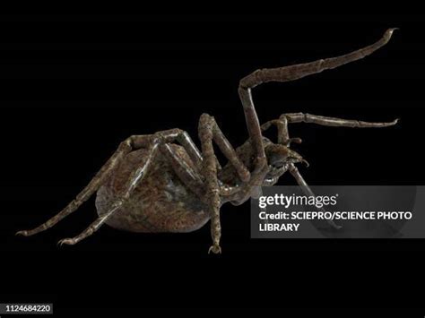 Spider Teeth High Res Illustrations Getty Images