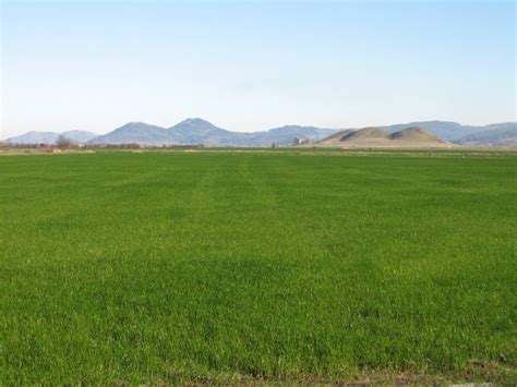 Gulf Annual Rye Grass Seed Lakeland Fl Lays Western Wear And Feed
