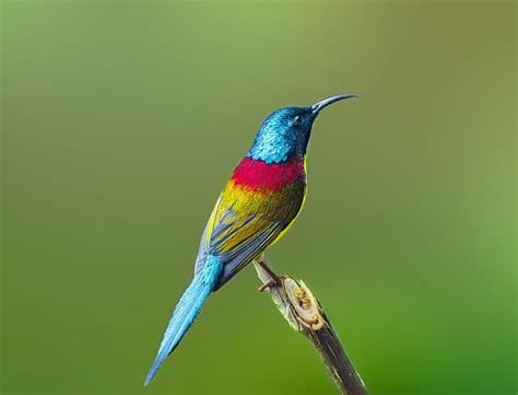 7 Things To Know About Hummingbird Migration