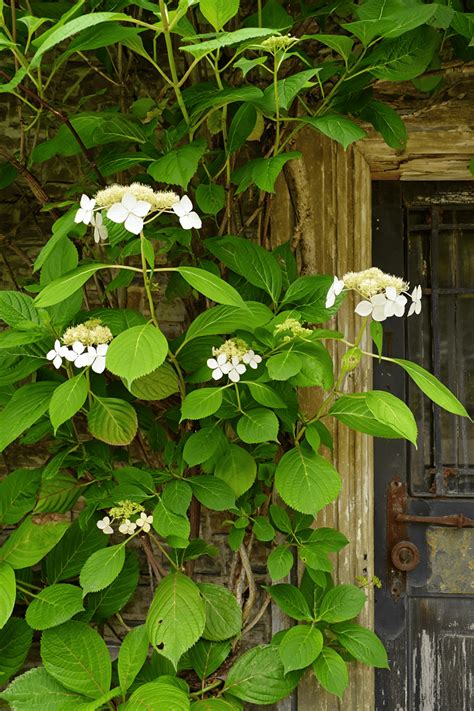 15 Gorgeous White Flowering Vines That Transform Plain Fences And