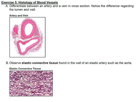 Histology Of A Blood Vessel Diagram Quizlet The Best Porn Website