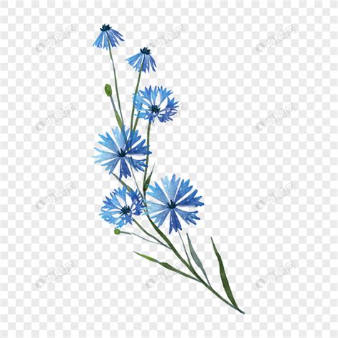 蓝色水彩花卉车矢菊花朵元素素材下载 正版素材402053920 摄图网