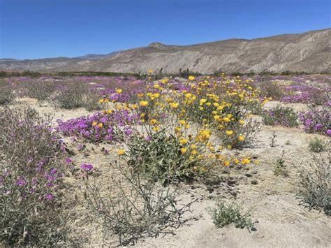 Desert Camping In Anza Borrego Desert State Park Cal Parks