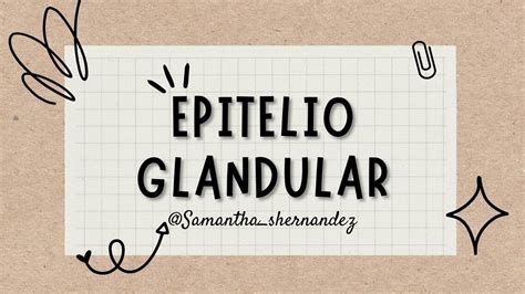 Tejido Epitelial Glandular Exocrino Samantha Shernandez UDocz