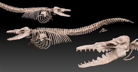 Whale Skeleton