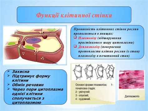 Презентація Структури клітин та метаболізм Презентація Біологія
