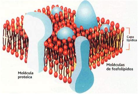 Ósmosis en los seres vivos Escuelapedia Recursos Educativos