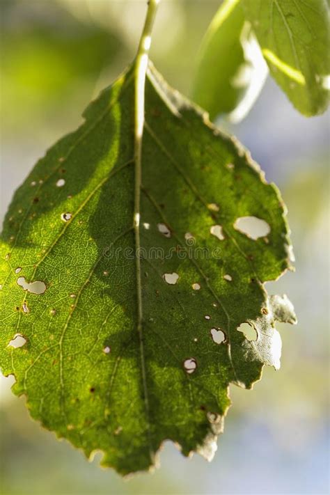Bladluizen Beschadigd Door Parasieten En Ziekten Stock Foto Image Of