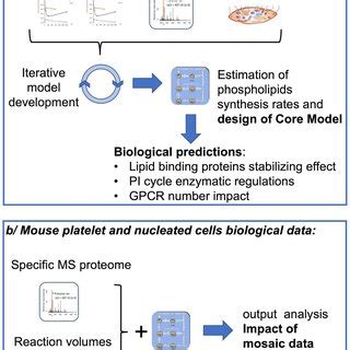 Graphical Summary Of The Different Modelling Steps A The Core Model