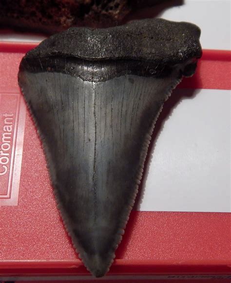 Lingual Side 2 1 2 C Angustidens Member Collections The Fossil Forum