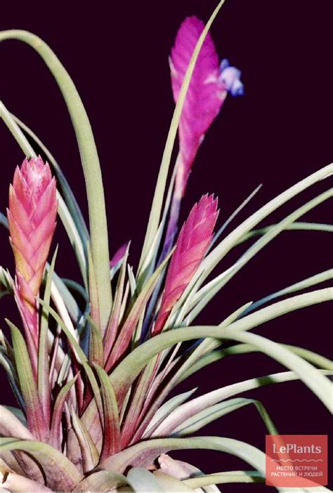 Тилландсия линдена (Tillandsia lindenii) — описание, выращивание, фото ...
