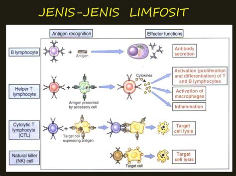 Ppt Limfosit Dan Jaringan Limfoid Powerpoint Presentation Free