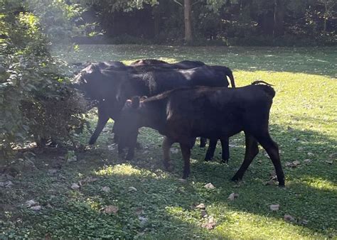 Missing Cattle Found By Sheriffs Office