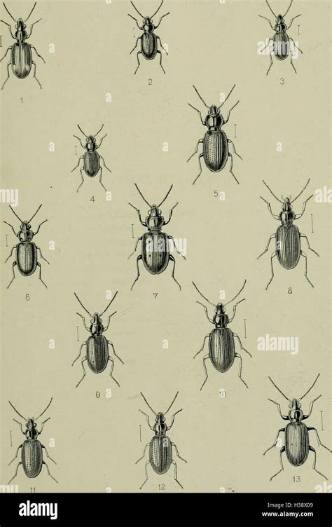 The Coleoptera Of The British Islands A Descriptive Account Of The