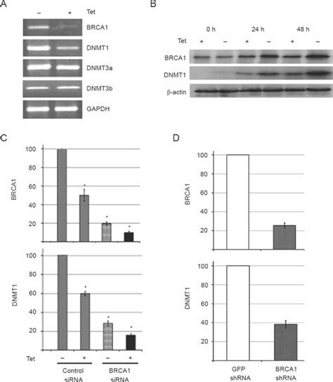 Analysis Of Dnmt1 Expression In Vitro A Rt Pcr Analysis Of Tet