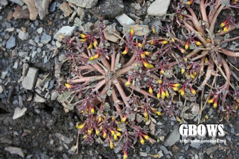矮黄堇 Corydalis pygmaea C Y Wu et Z Y Su