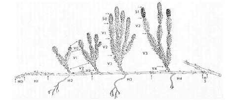 Growth Form Of Lycopodium Annotinum H Horizontal Segments V