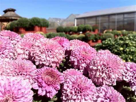 How To Winterize Garden Mums Storables