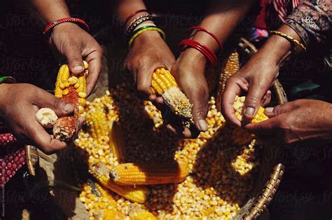 Hands Harvesting Corn Kernels By Stocksy Contributor Alexander
