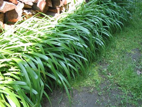 Tall Bent Grass By Rosyflame On Deviantart